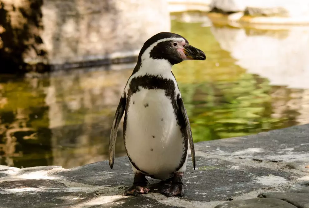 Penguin frá Tbilisi náði landamærum Aserbaídsjan
