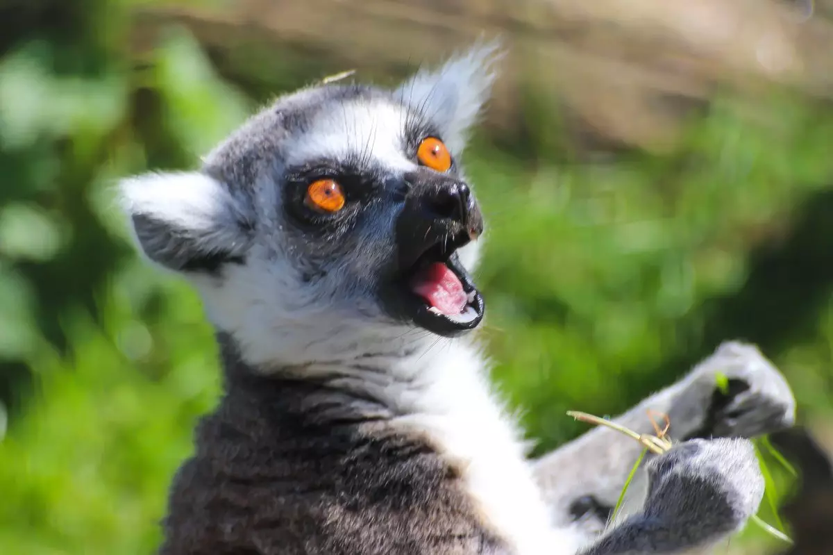 De ynwenners fan 'e Zoo skot in film oer besikers