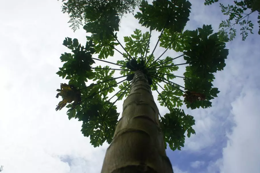 Tres milions d'arbres van ser plantats a les Filipines durant una hora