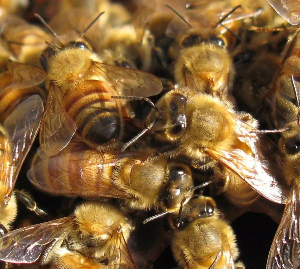 Milhões de abelhas afogadas em seu próprio mel