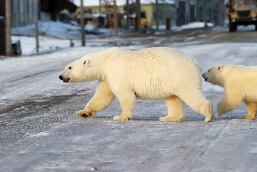 Що робити при зустрічі з білим ведмедем