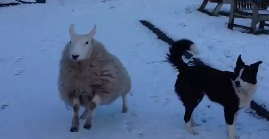 Dogs adopted and raised sheep