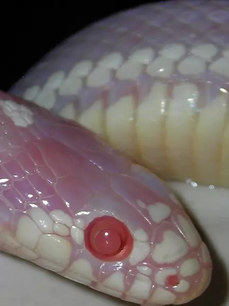 På Kanariøyene - Invasjonen av Snake-Albino