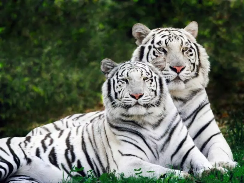How did the white Bengal tigers appear?