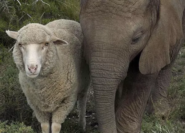 朋友：大象和羊