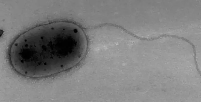 Microbios descoñecidos Science detectado no ISS