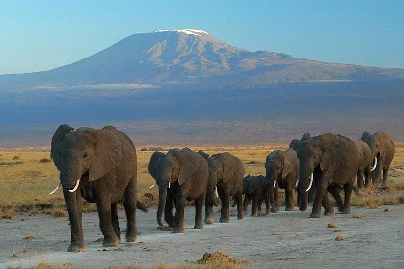 Elefantët dhe minjtë: Sa krijesa të mëdha reagojnë ndaj brejtësve