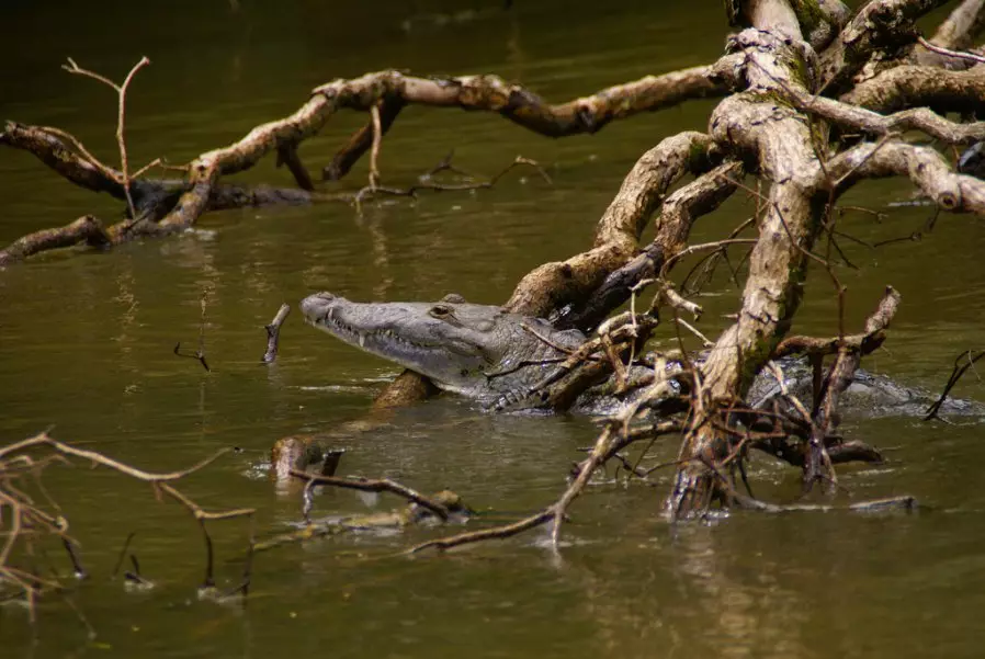 Krokodýli jsou schopni vylézt na stromy