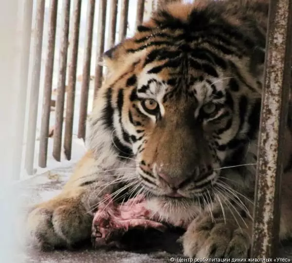 Il WWF ha preso sotto la custodia del paziente del Amur Tiger