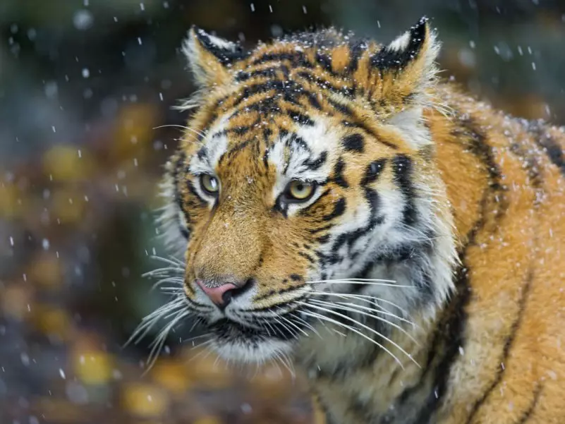 Jumlah harimau amur di wilayah Khabarovsk meningkat tiga kali
