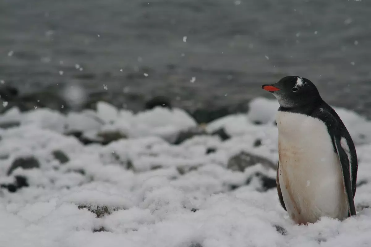 Antarktida "akys" drone: poetinis vaizdo įrašas