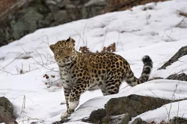 Leopards "cimdos", ko sauc par Kungu