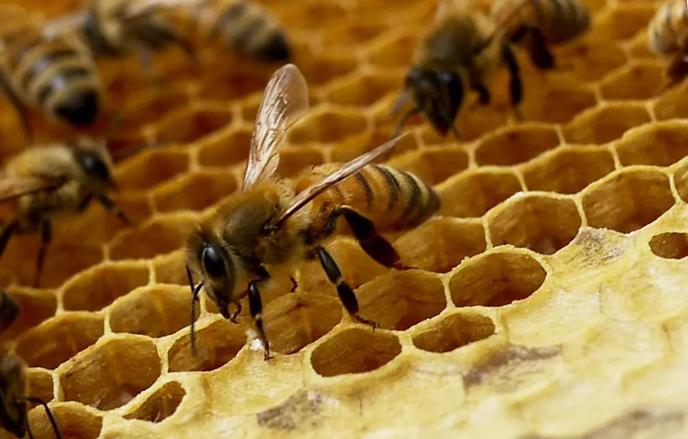 Как диви пчели се променили през последните 33 години