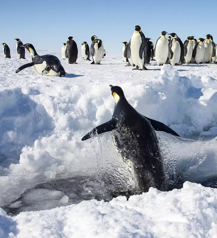 ဘယ်လို Penguins ရေခဲတစ်မရှိခြင်းနှင့်အတူရုန်းကန်နေကြ