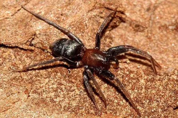 Descubriuse que os machos dalgunhas arañas devoran as femias en lugar de aparecer con eles