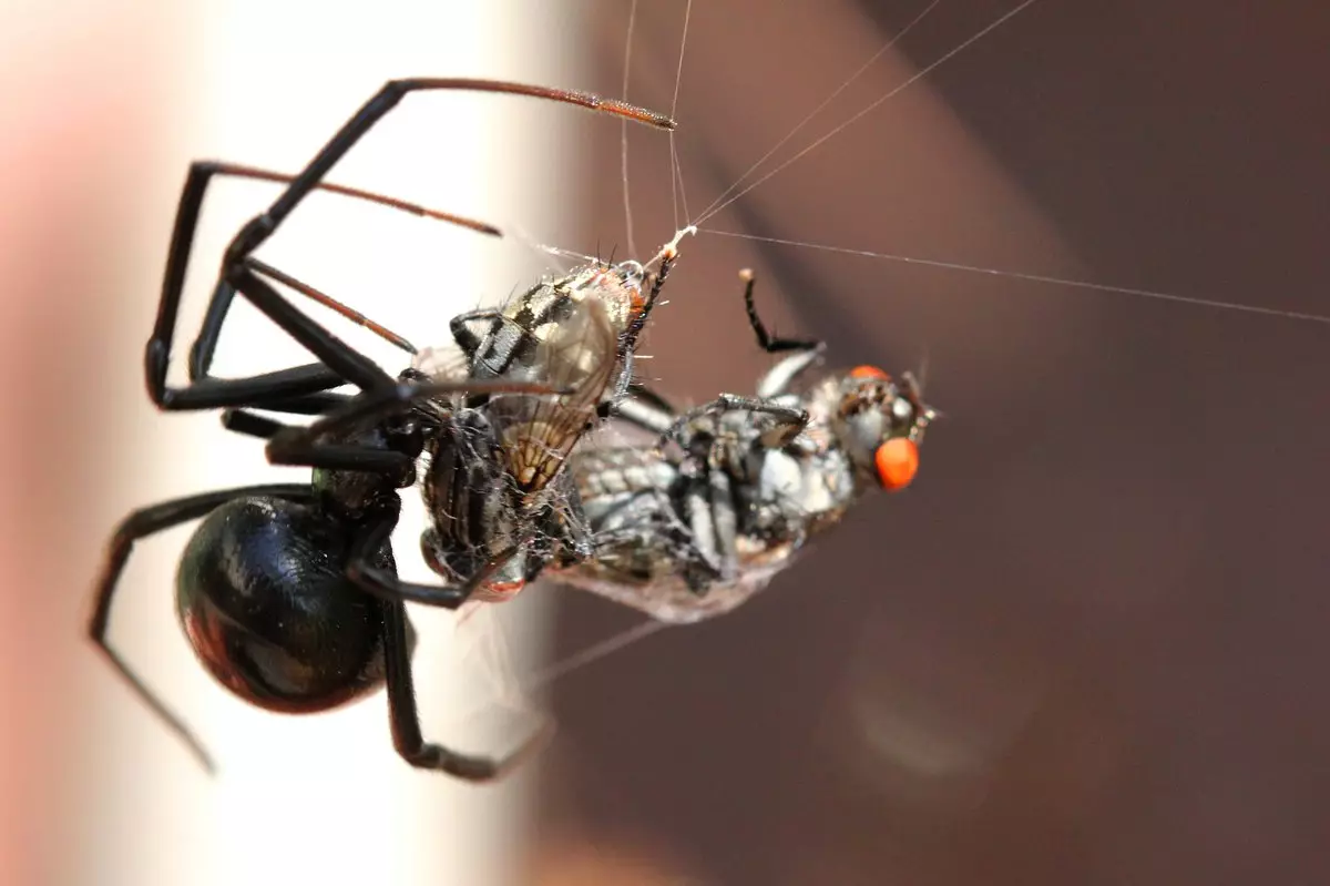 Чорная ўдава: чым жыве адзін з самых небяспечных павукоў на свеце