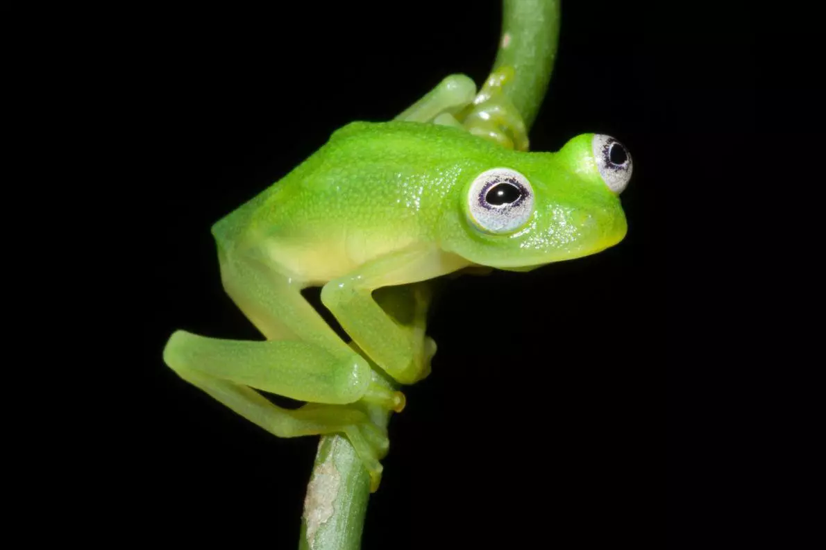 Lygushonok Kermit asuu Costa Ricassa