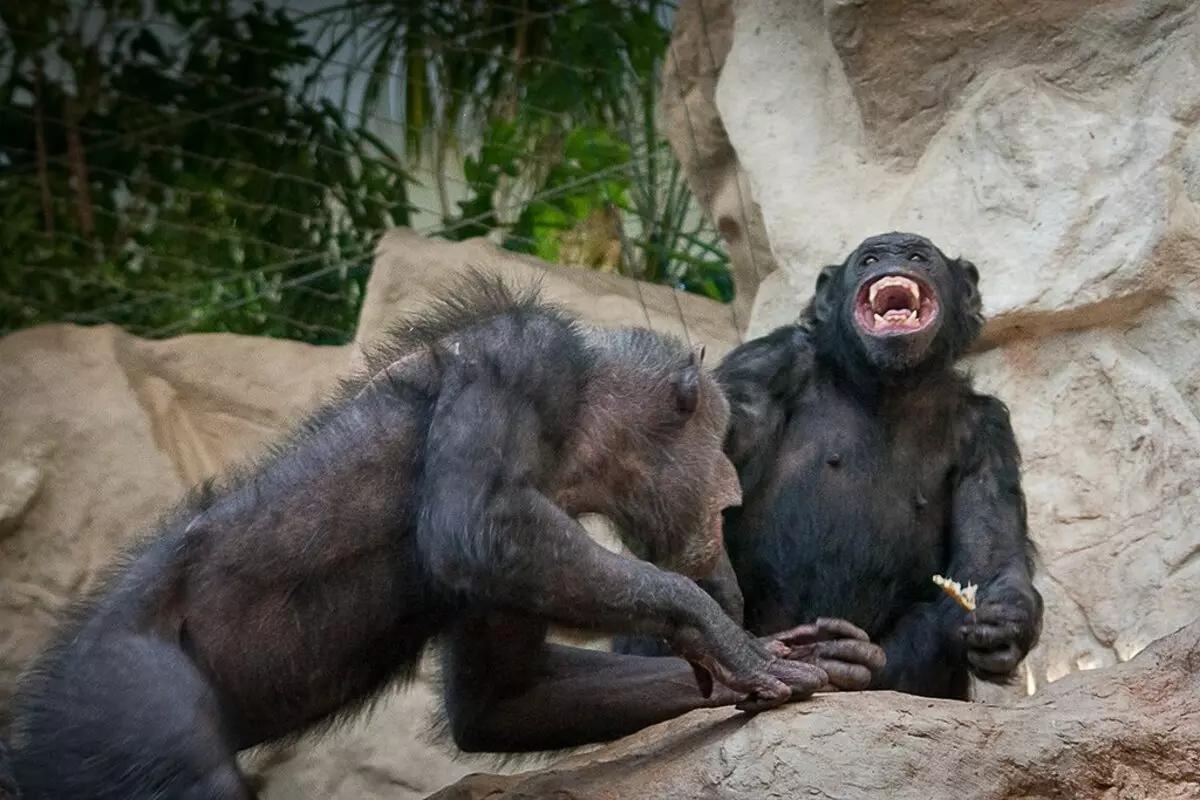 Chimpanzee gaduh rasa humor