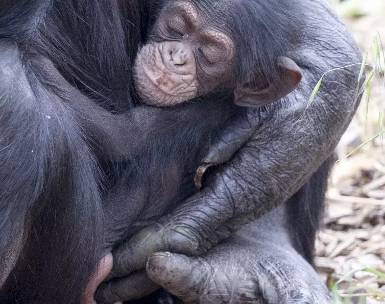 Swanger sjimpansee het die bewaring van die weeskinders welpie