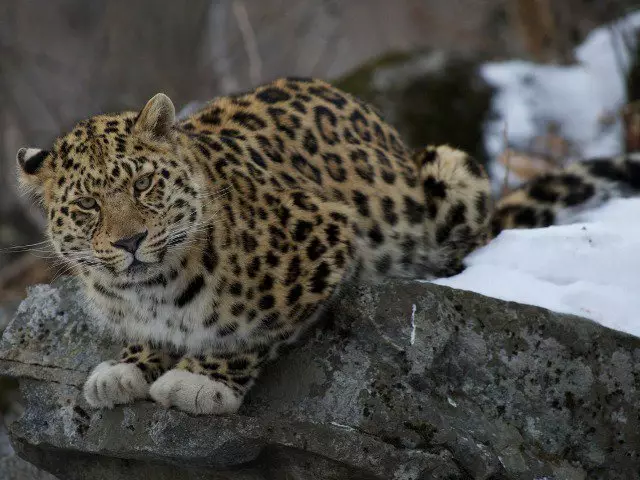 Daljni vzhodni Leopard je treba najti ime
