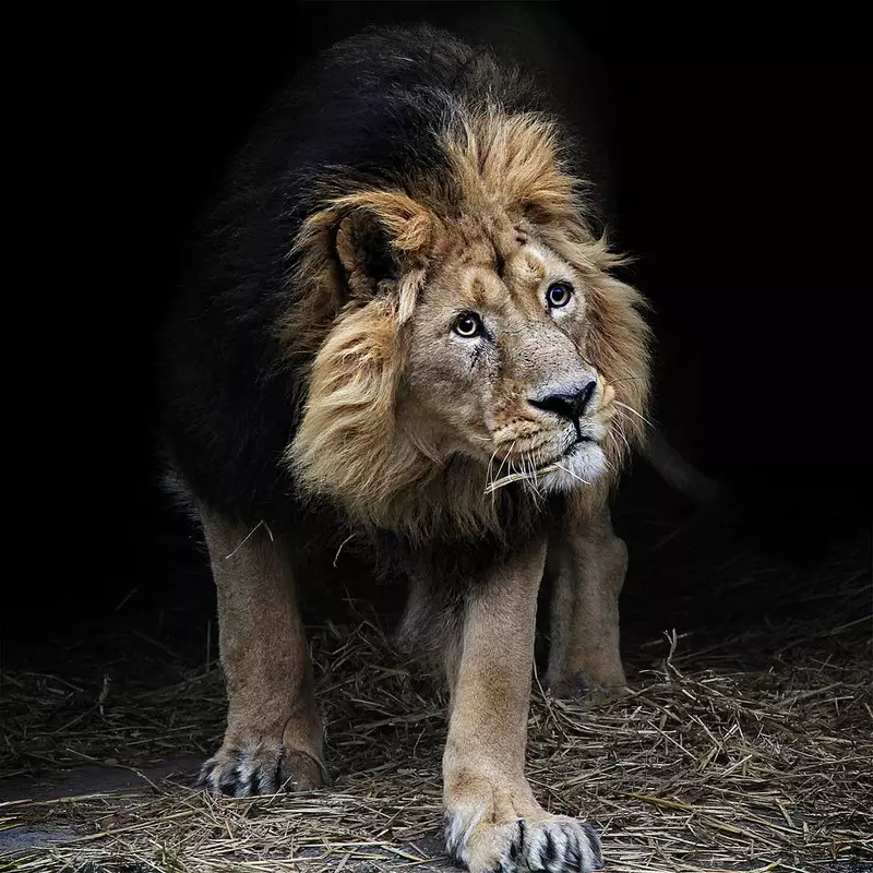 Khai trương công khai của một con sư tử sẽ được tổ chức tại sở thú Đan Mạch