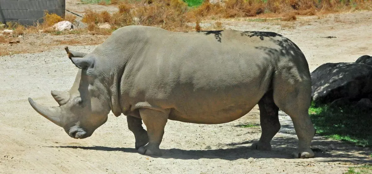 ເສຍຊີວິດໃນປາກກາຜູ້ຊາຍ North North White Rhino