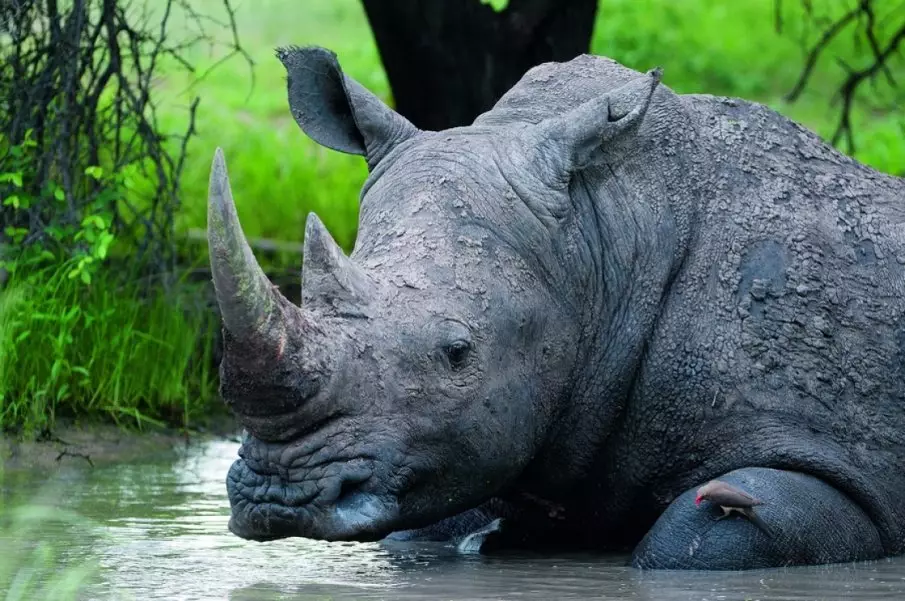 ຮັກ rhinos