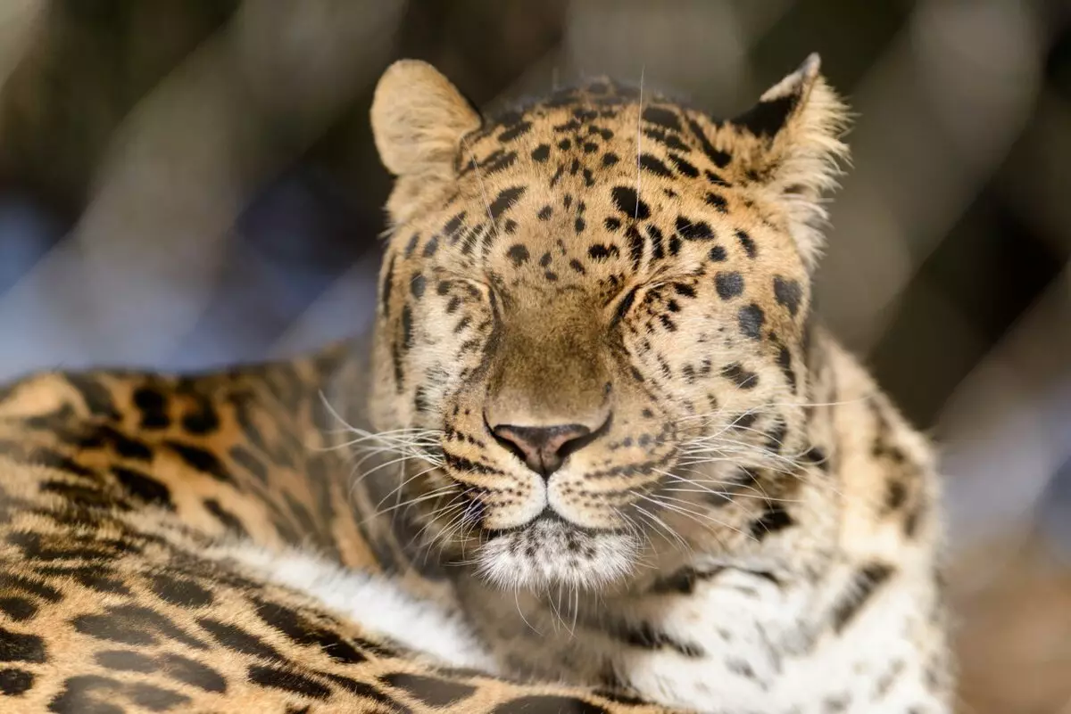 Koliko Amur Leopards živi na Zemlji?