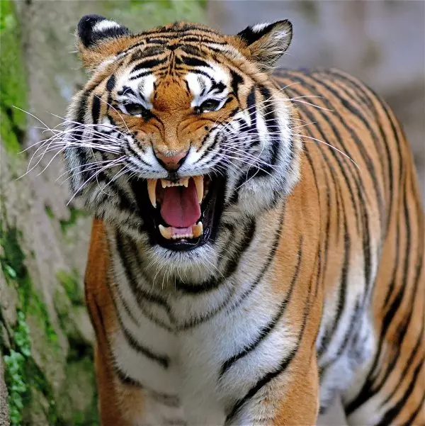 ວິທີ tiger ເຮັດໃຫ້ເພື່ອນມິດກັບແບ້