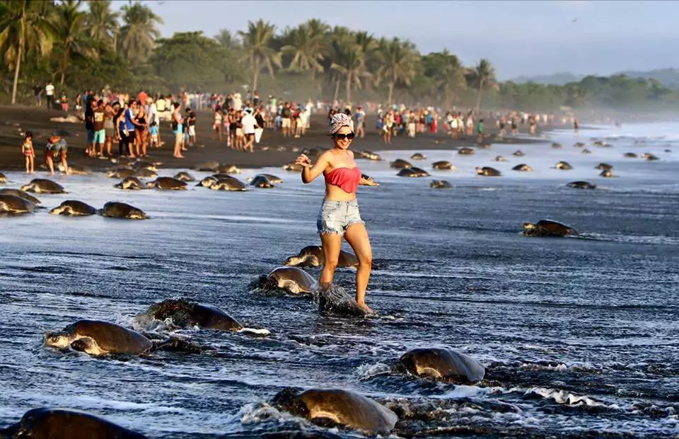 Turister blev fiender av olivsköldpaddor