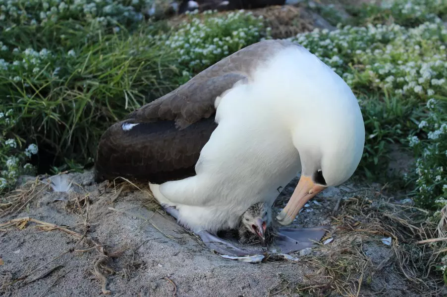 Albatros de 50 anys