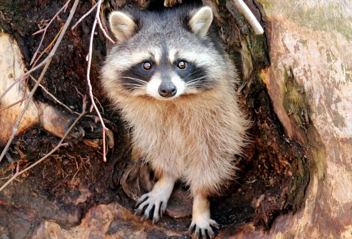Raccoon Raccoon Cheered ພະນັກງານໃນ Brooklyn
