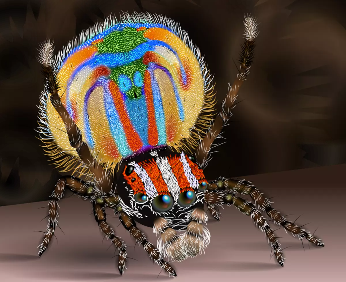 Pouchyhi τρώνε άσχημα χορευτικά αράχνες