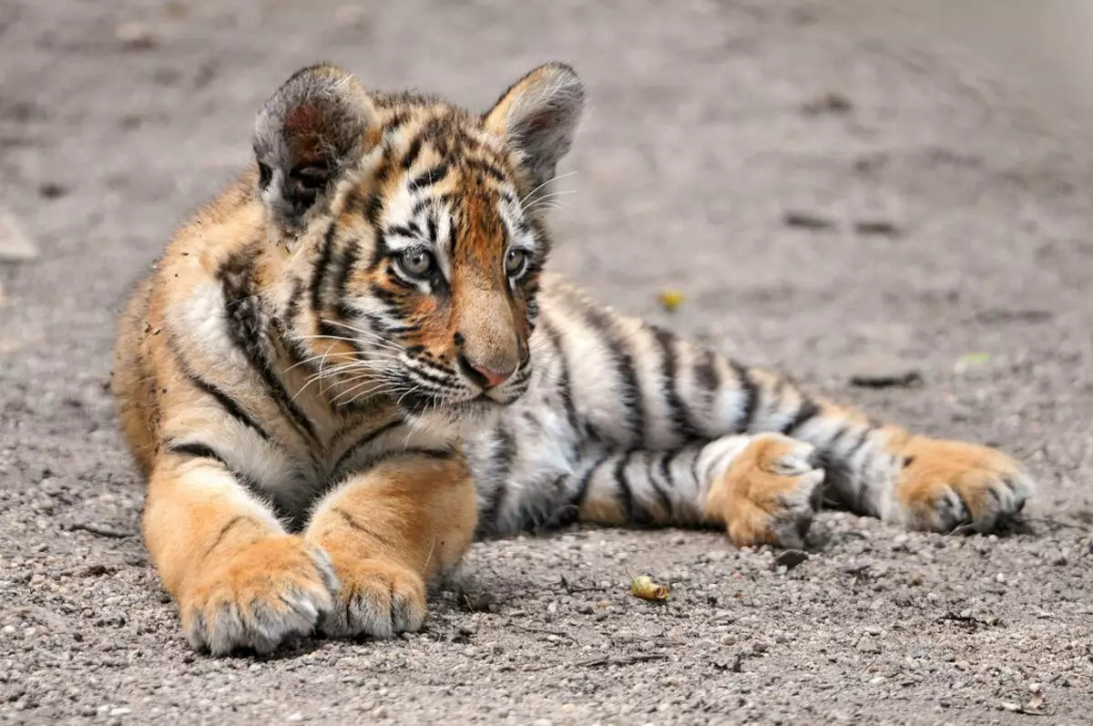 W USA urodziła się trzy Amur Tigrena