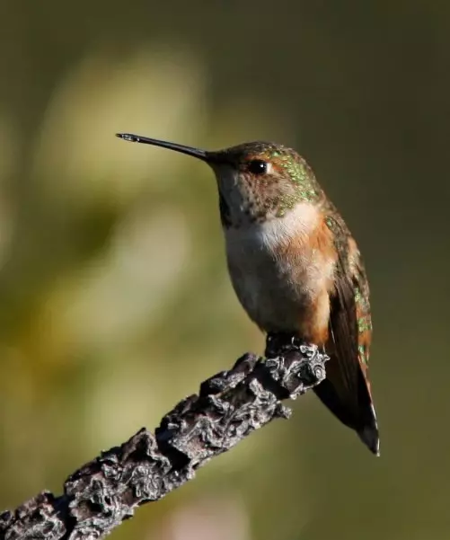 Hummingbirds yn Rwsia