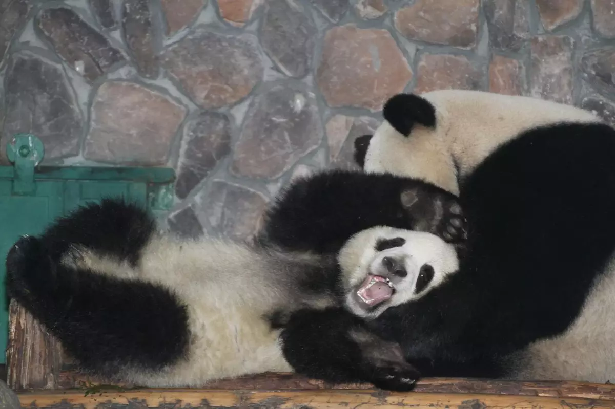 En eski erkek panda yıldönümünü kutladı