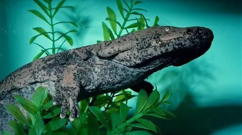 Kinezi Giant Salamander je najveći vodozemac na svijetu