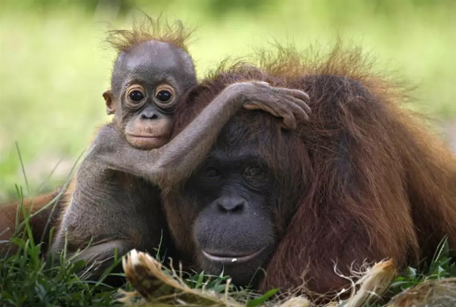 Orangutanların necə ünsiyyətləri - insanların ardınca ən ağıllı primatlar