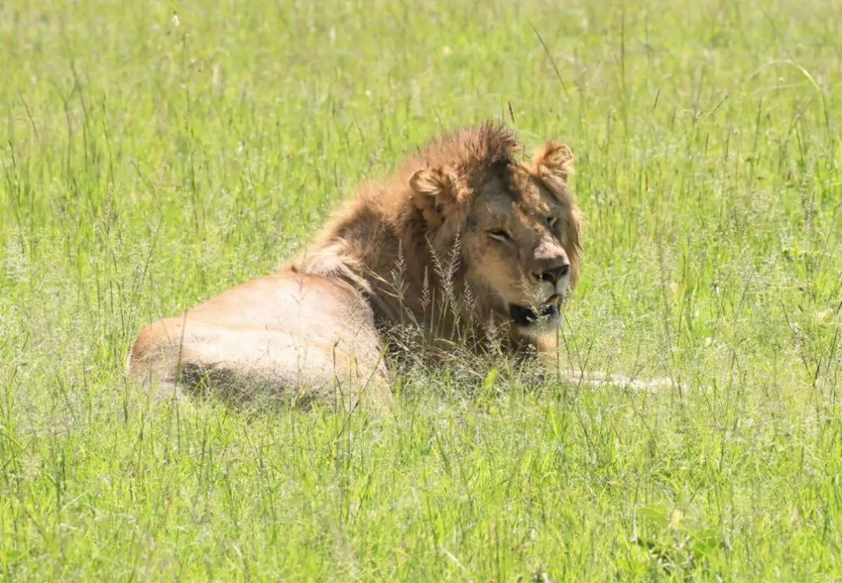 У Кенії отруїли левів