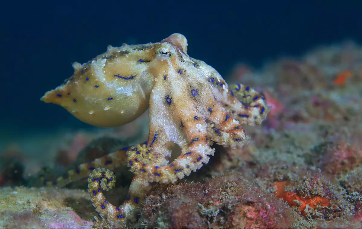 Najopasnija hobotnica na svijetu