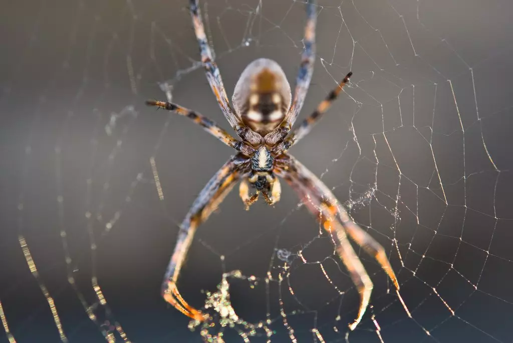 Spiders nofoia le alalaupapa i Amerika
