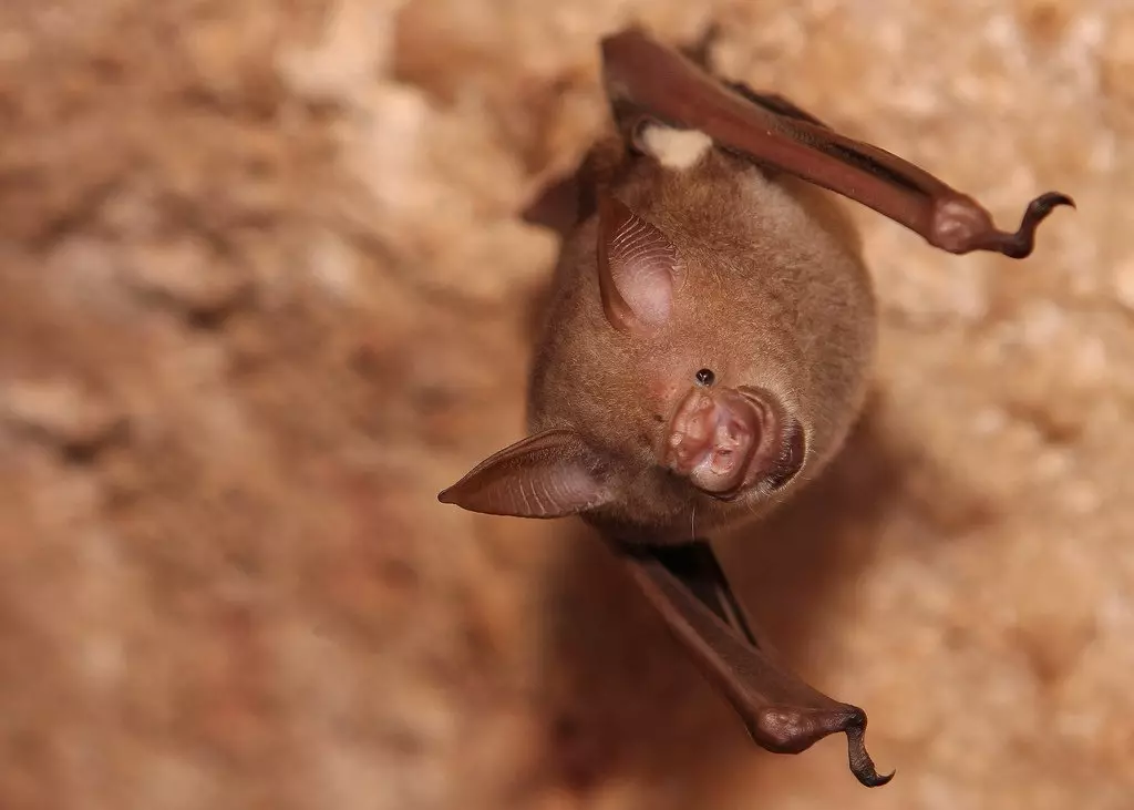 Kodėl šikšnosparniai nusileidžia savo galvas