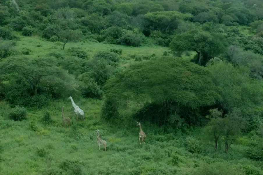 Girafas brancas