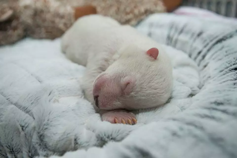 视频：新生儿白熊的梦想是什么？