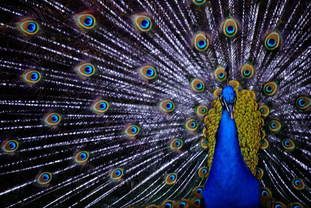 Kuki Peacock induru kandi igaragaza