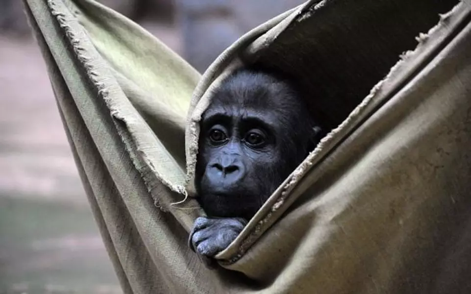 Moskva Zoo Cubs Gorilla reabilitasiya keçir