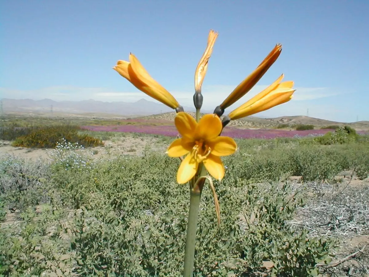 Flowers bloomed in the Chilean Desert