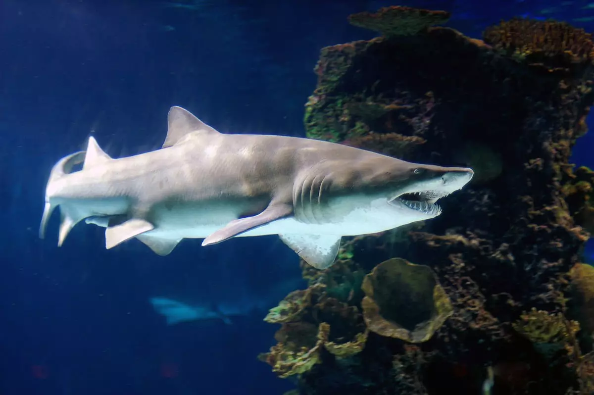 Video: Shark në Akuariumi hëngri një peshkaqen tjetër