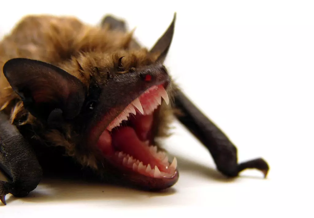 비디오 : 수천 개의 박쥐가 사냥에 날아갑니다