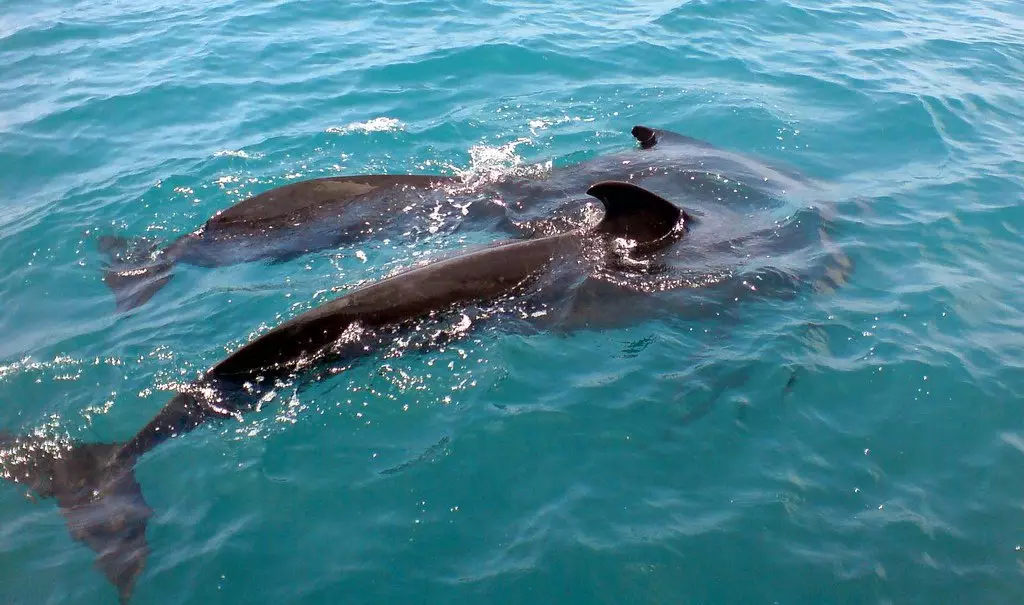 დელფინების თვითმკვლელები ინდოეთში მასიურად კვდება